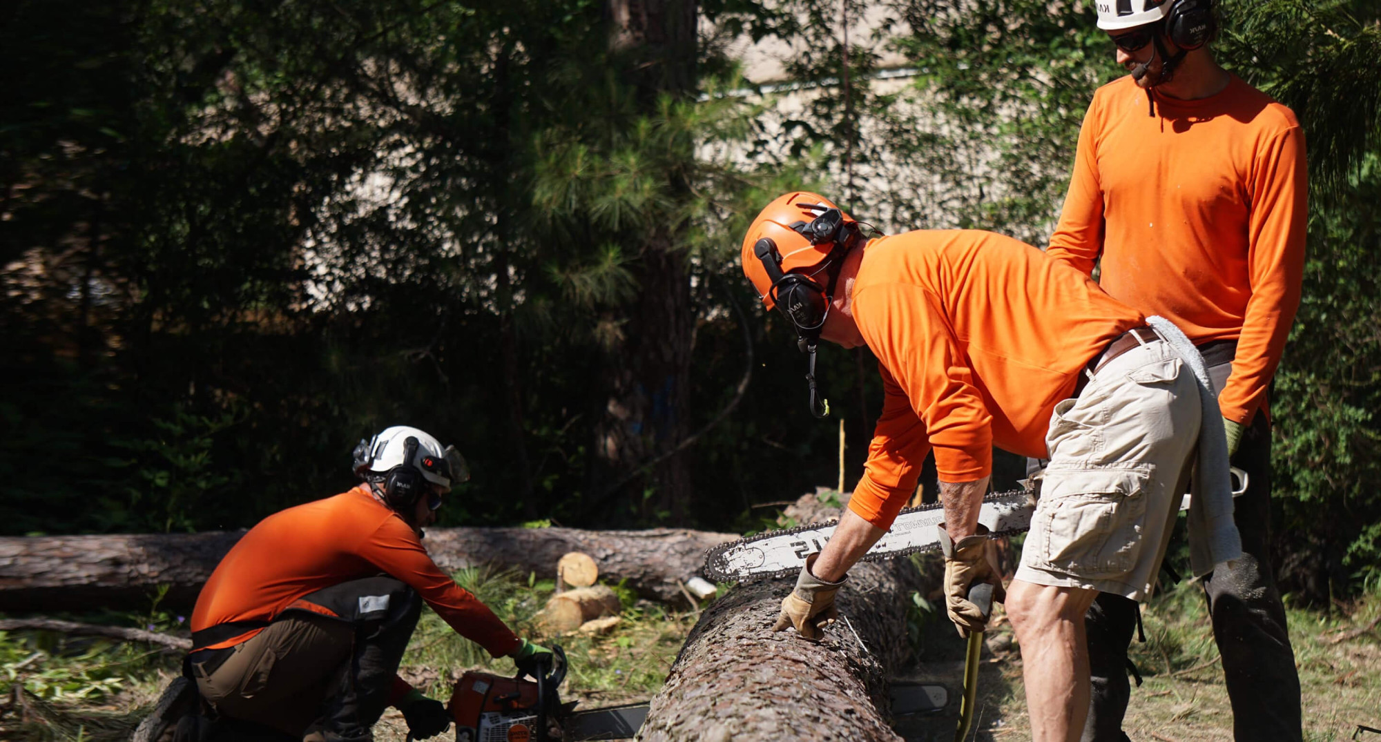 Tree Removal & Cuttings Services - Hammond, LA | Tangi Tree