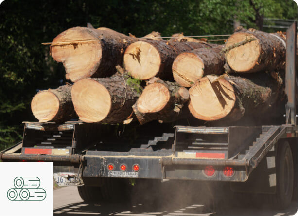 Complete Tree Services by Certified Arborists in Hammond, LA | Tangi Tree