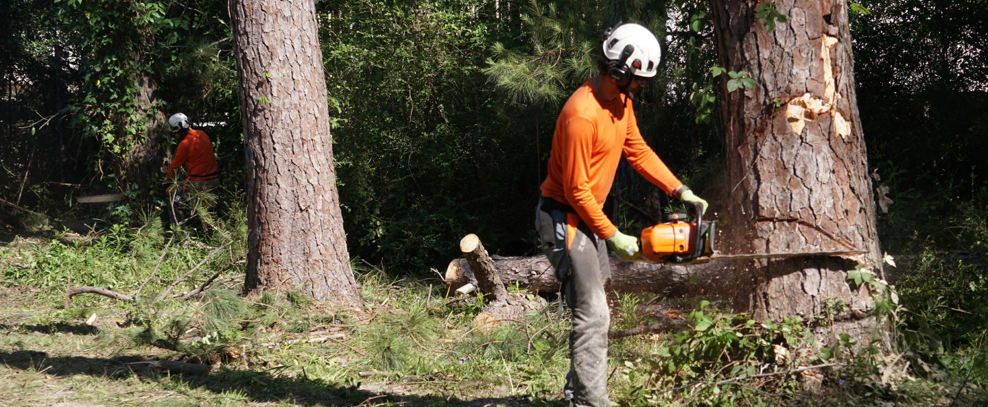 Tree Removal Services - Hammond, LA | Tangi Tree
