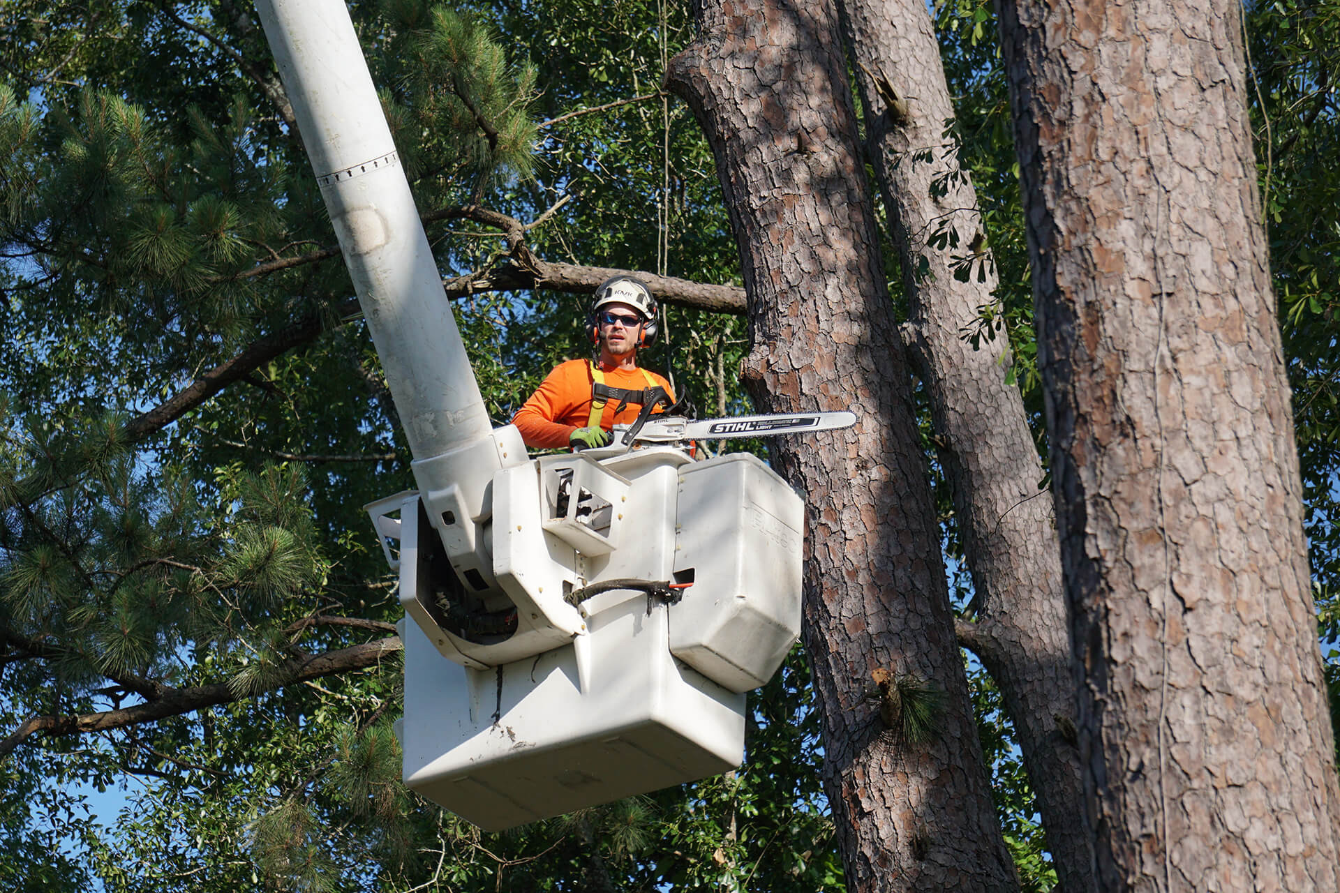 Tree Cutting Services - Hammond, LA | Tangi Tree