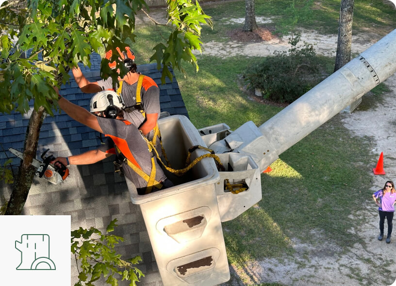 Complete Tree Services by Certified Arborists in Hammond, LA | Tangi Tree