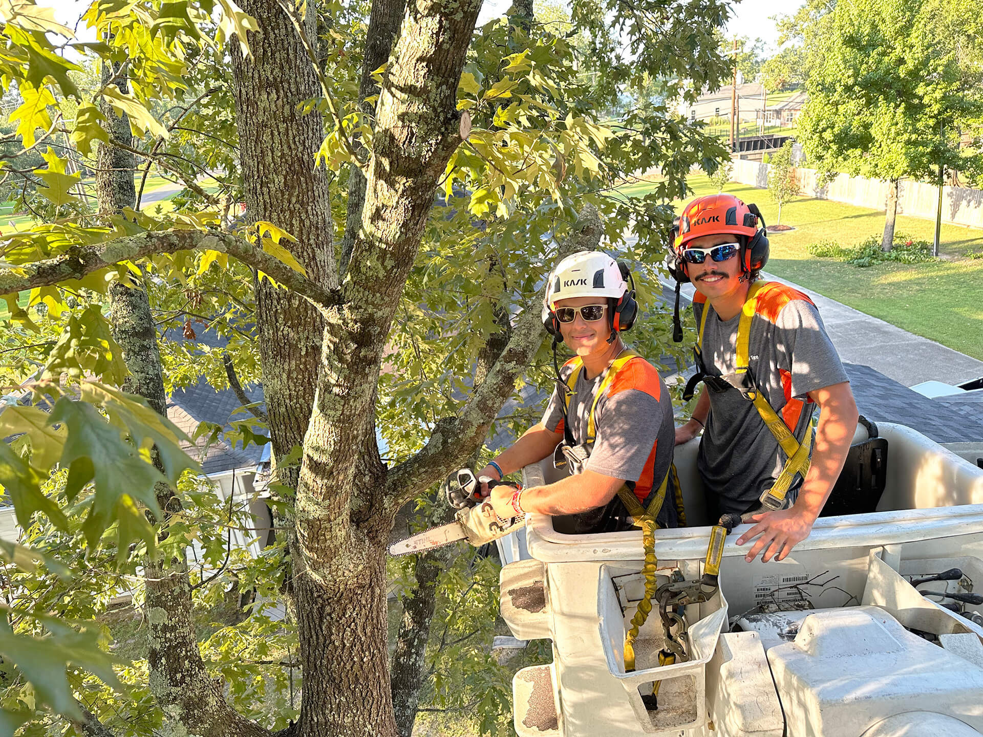 Tree Removal & Cuttings Services - Hammond, LA | Tangi Tree